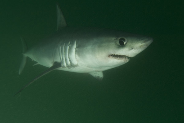 Info-Junction Blog: Porbeagle Shark