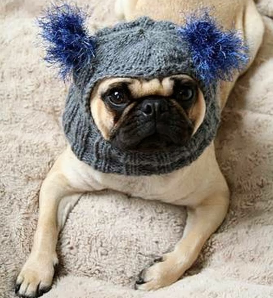 20 Adorable Hats Your Pug can Rock this Winter - The Stuff Makes Me Happy