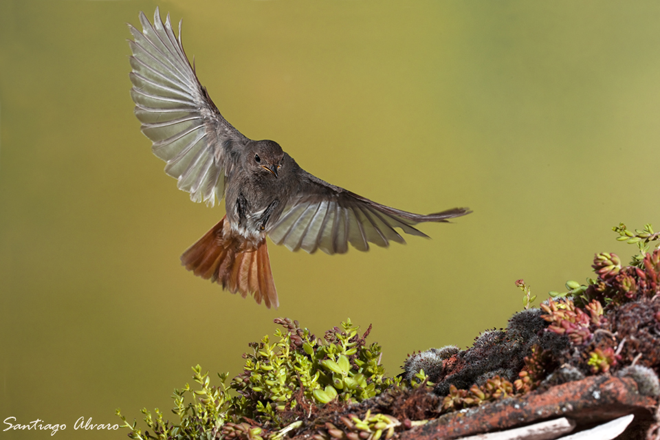 COLIRROJO TIZÓN | Mirada