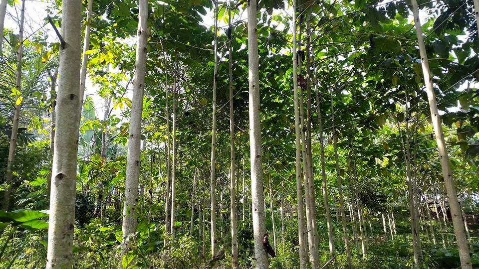 MENANAM POHON JABON BAGAIKAN MENANAM EMAS BATANGAN - BISNIS PERKAYUAN