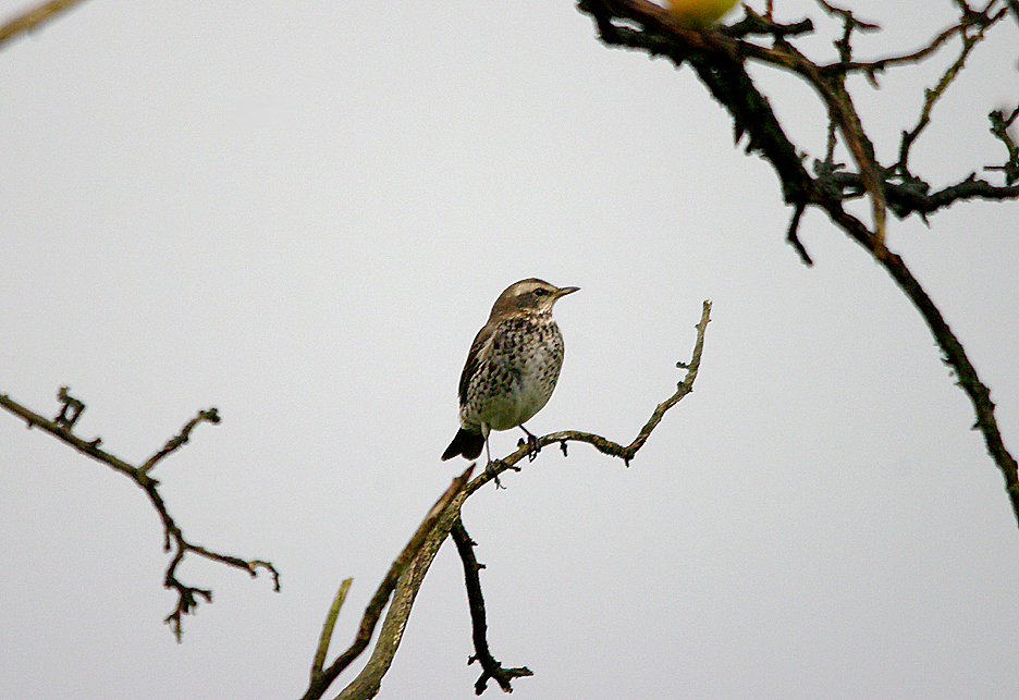 DavesBirdingDiary: Dusky Thrush ( Turdus eunomus ) . Beeley . Derbyshire