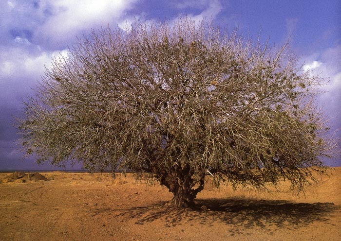 Islam Miracles: Believed to be the Tree which Blessed Prophet Hazrat ...