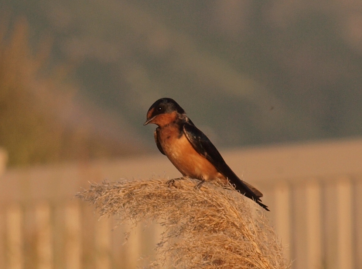 Birding Is Fun!: The beloved Barn Swallow