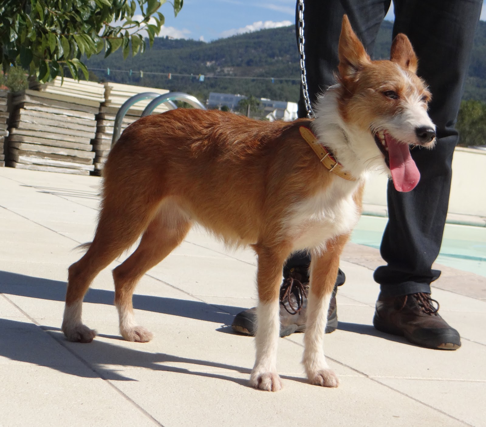 PODENGOS CABEÇA D' ARÇÃ: FARRUSCA-PODENGO