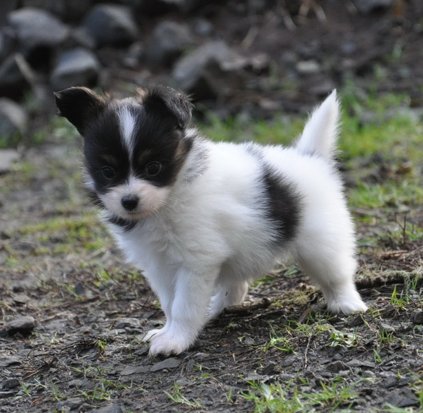 Road's End Papillons : Toy Dogs, Small Dog Breeds vs Teacup, Pocket Dogs