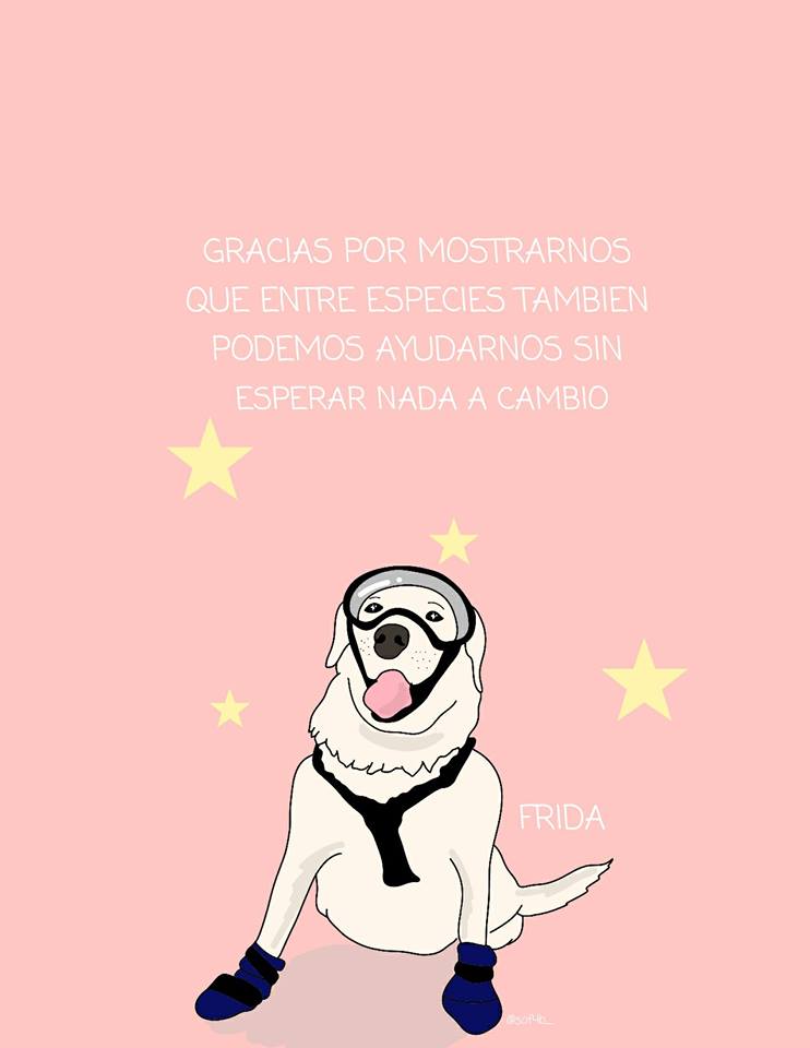 Ella es Frida, la perrita de rescate que se convirtió en la heroína de ...