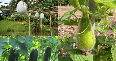 Vuon Duoc Thao: Bí đao sáp - Courge cireuse