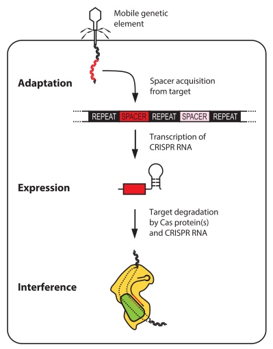 Biology: CRISPR/Cas Systems and Their Application for Genome Editing