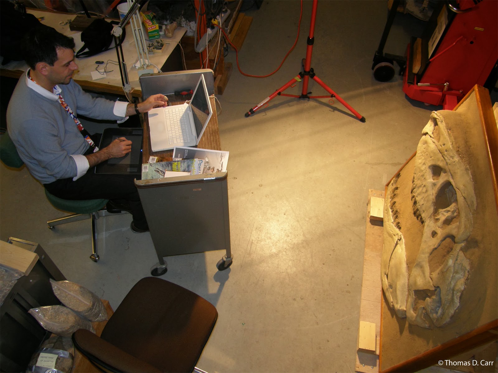 Tyrannosauroidea central: Osteology VIII: The antorbital cavity