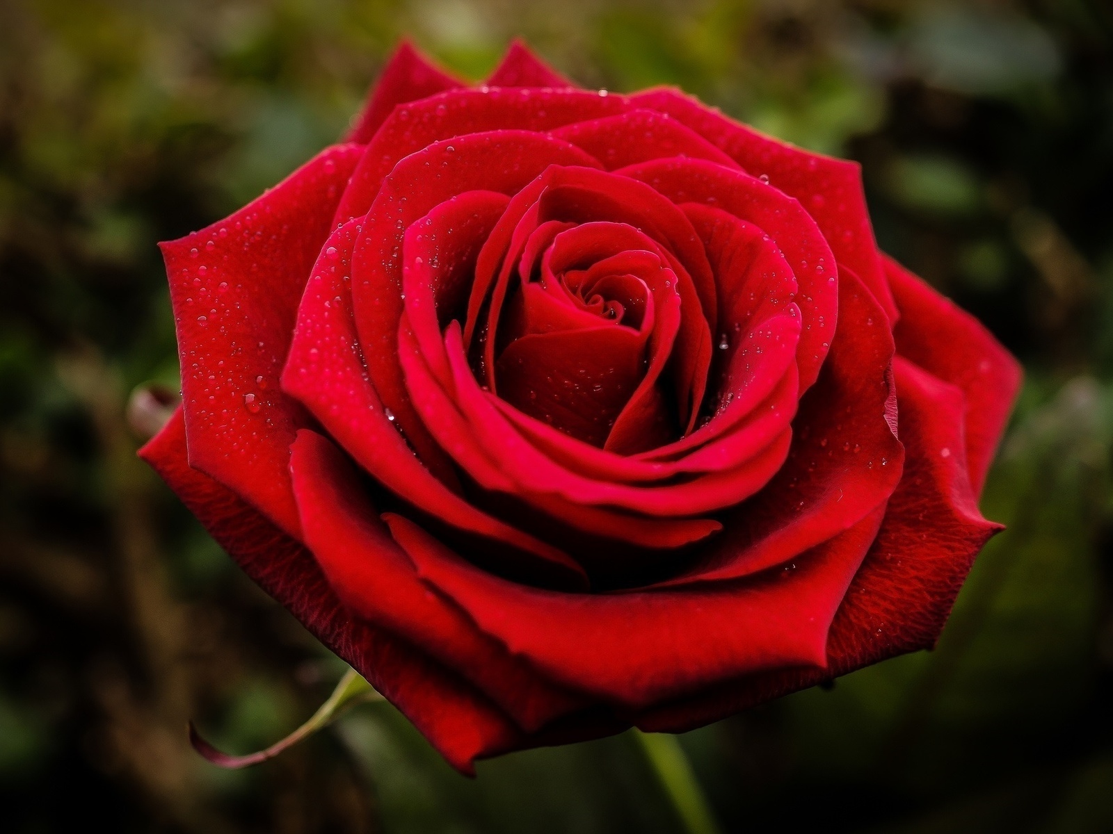 Imágenes de bellas rosas rojas