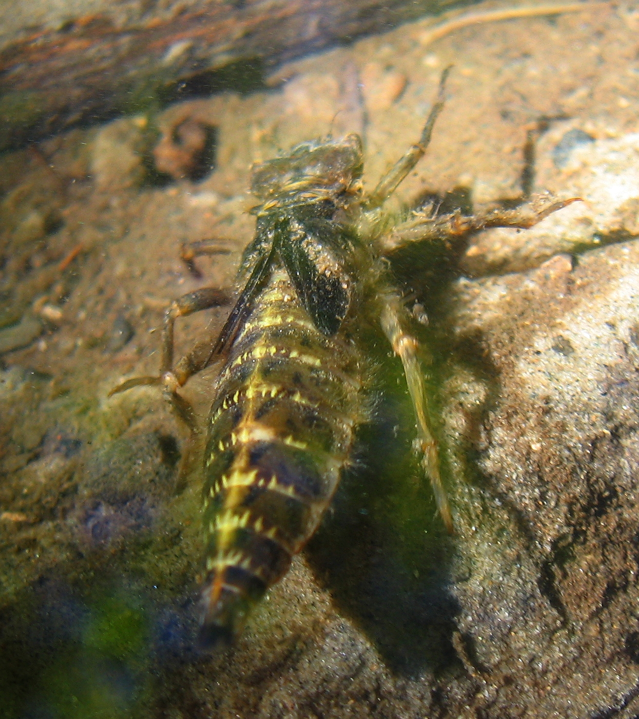 Tangled Web: Spiketail Naiads