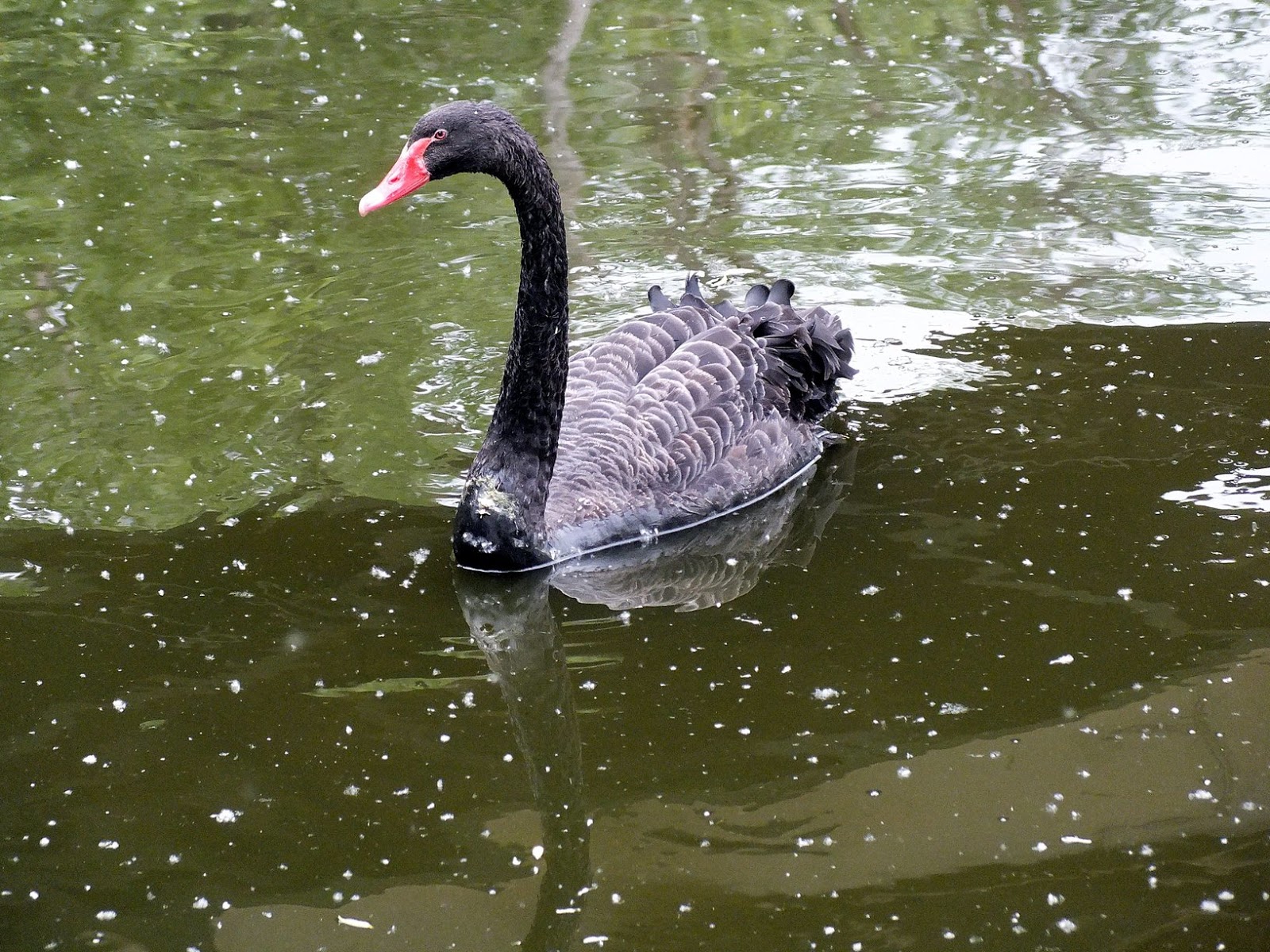 Jurnal unui desculț : lebede albe negre padurea vedea rustic red hotel ...
