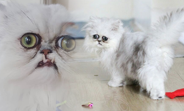 People Were Concerned About Wilfred The Cat, So We Got Answers - Best Pets