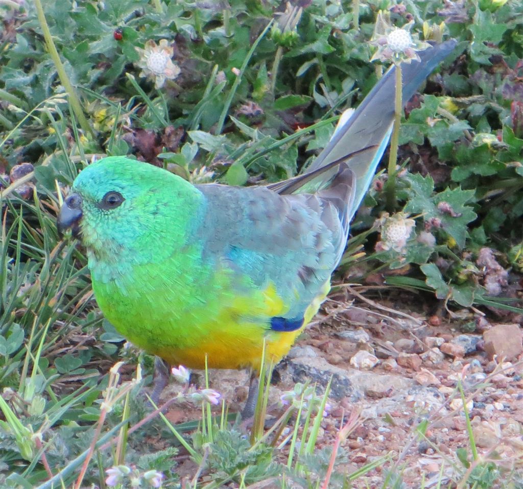 Majura birds: Red-rumped parrot