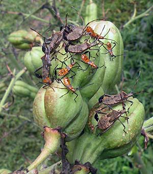 GARDEN LADY: Leaffooted Bugs: Bugs all over my Yucca Plant