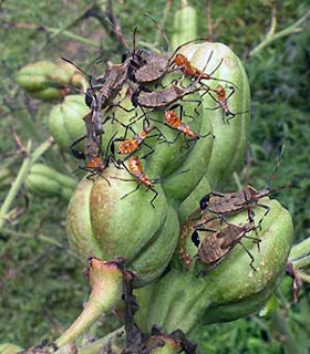 GARDEN LADY: Leaffooted Bugs: Bugs all over my Yucca Plant