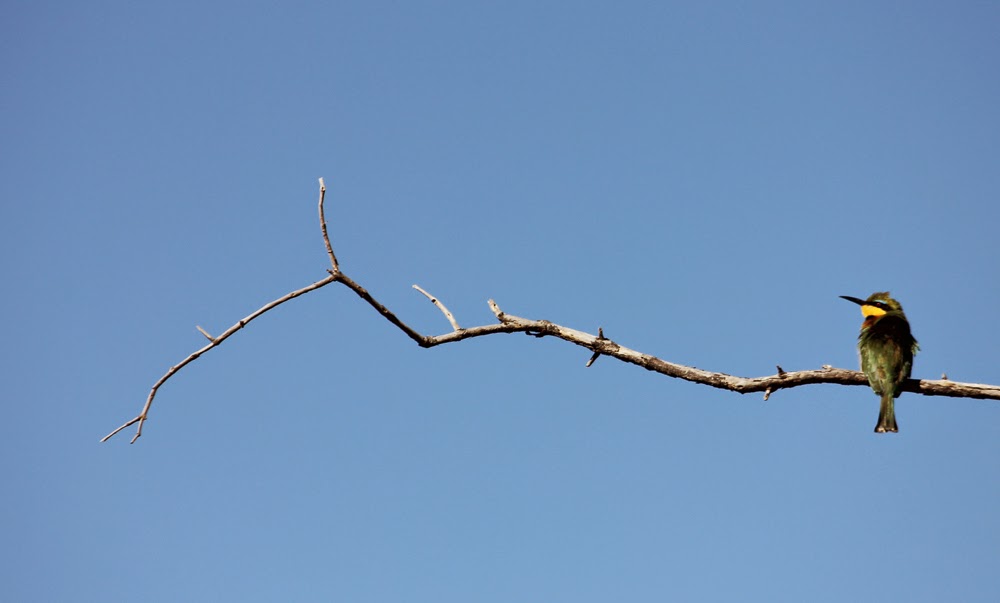 Diversity and Life: A view from the Holocene: August 2014