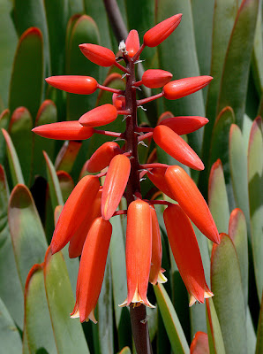 PlantWerkz: Fan Aloe - Aloe Plicatilis