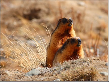 Marmotas