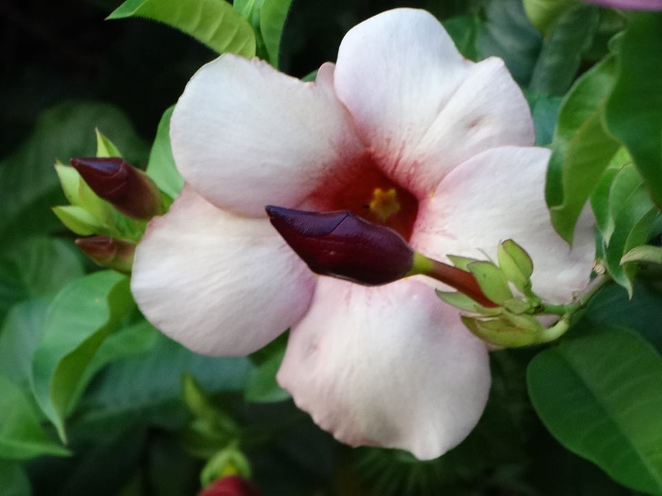 JORNAL R 7ª: ALAMANDA-ROSA, ALAMANDA-ROXA - ( Allamanda blanchetti ).