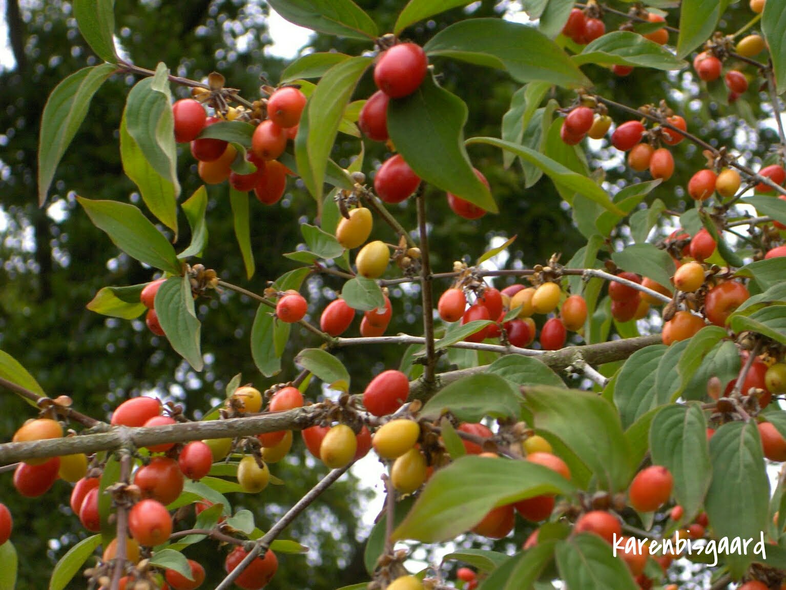 Karen`s Nature Photography: Large Bush with Red Berries.