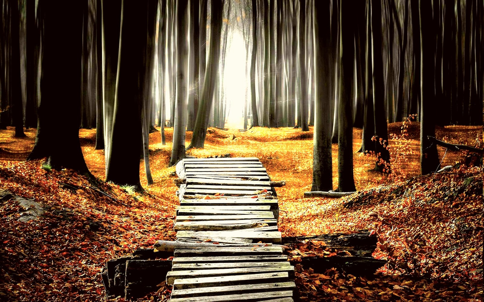 Awesome Photography Backgrounds