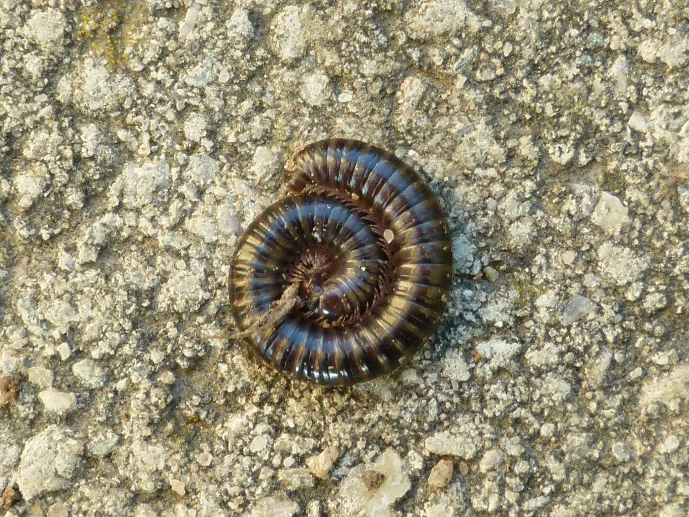 Faune Flore d'Ul: Mille-pattes