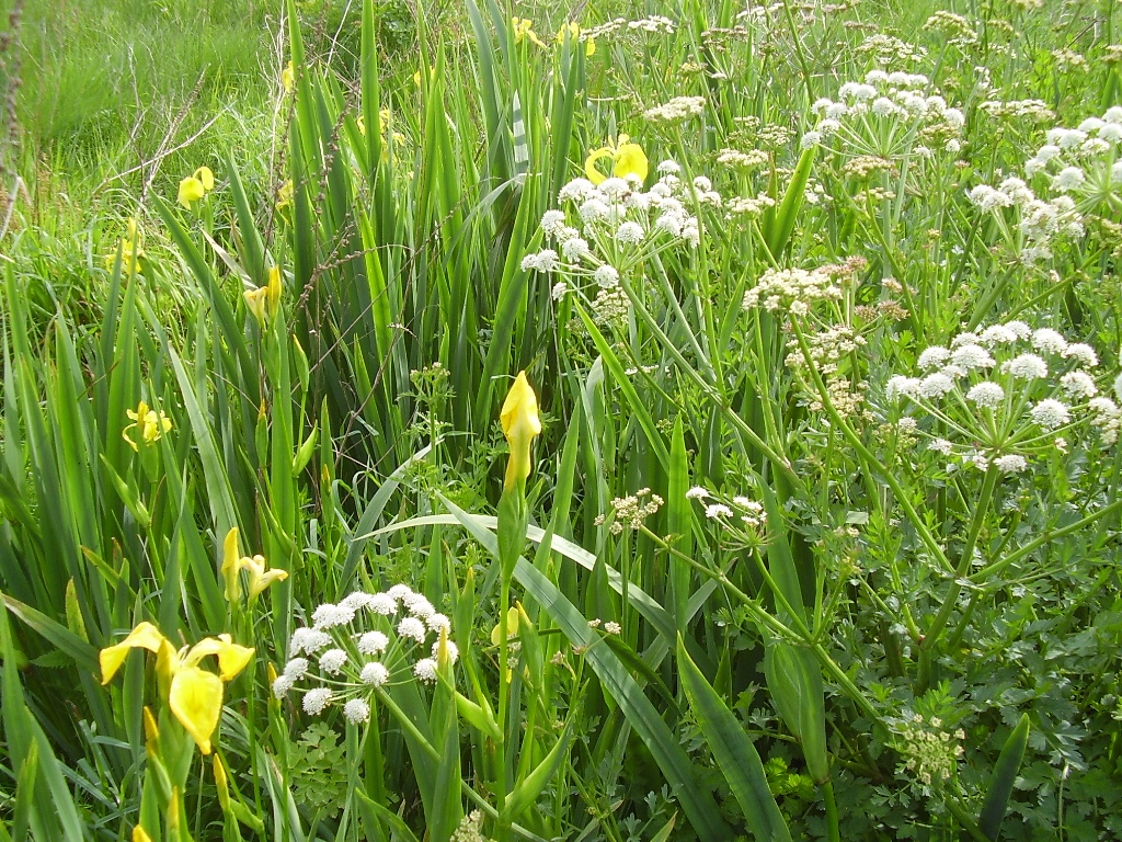 vidadejardin: Iris pseudacorus (Lirio amarillo)