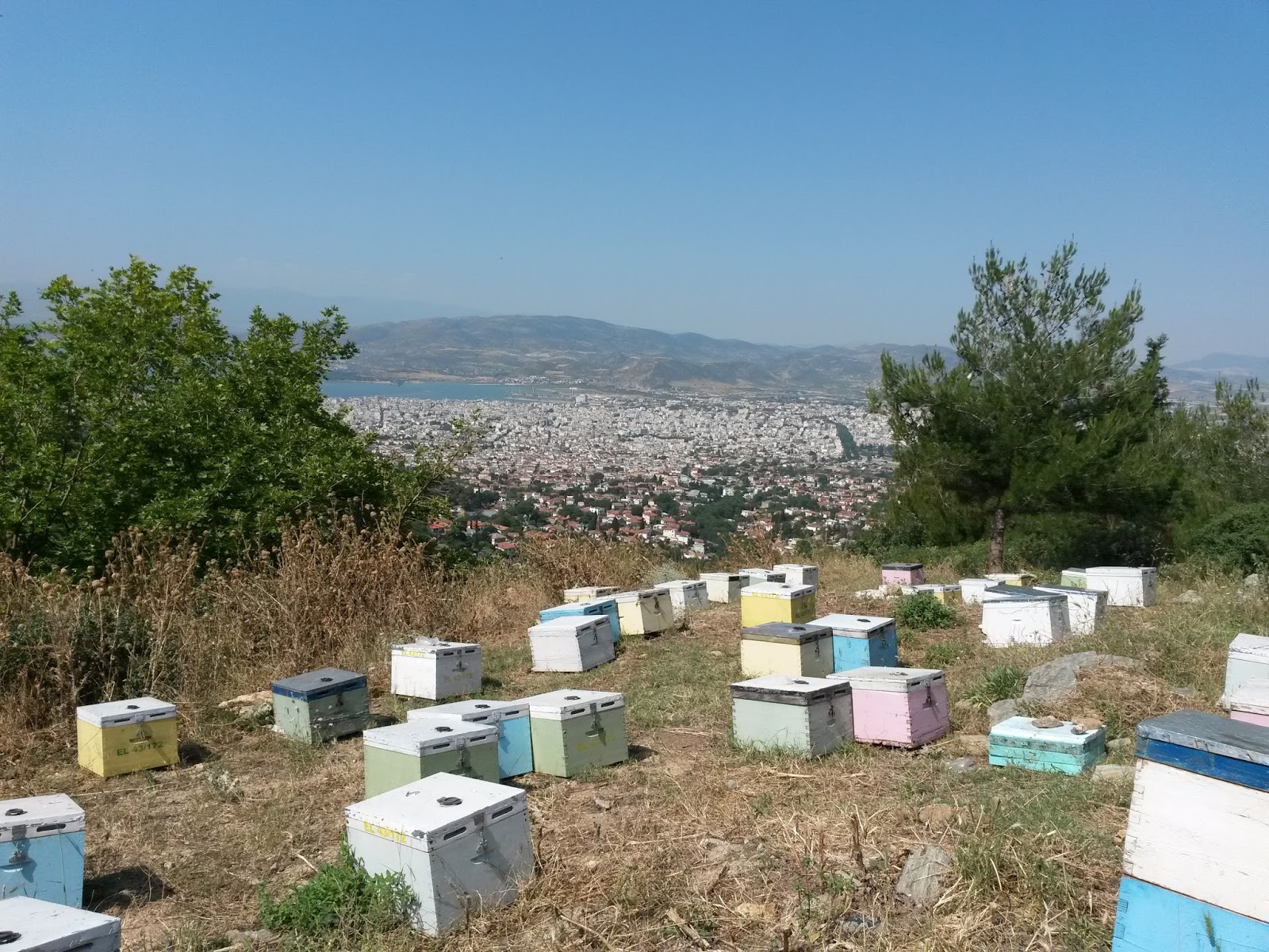 Βρήκα παρατημένα μελίσσια. Οι ασθένειες κάνουν πάρτυ. Τι να κάνω;