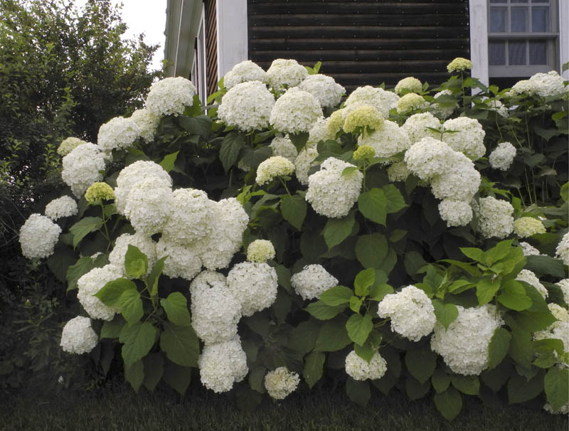 Studio and Garden: Hydrangea Envy at the Jersey Shore