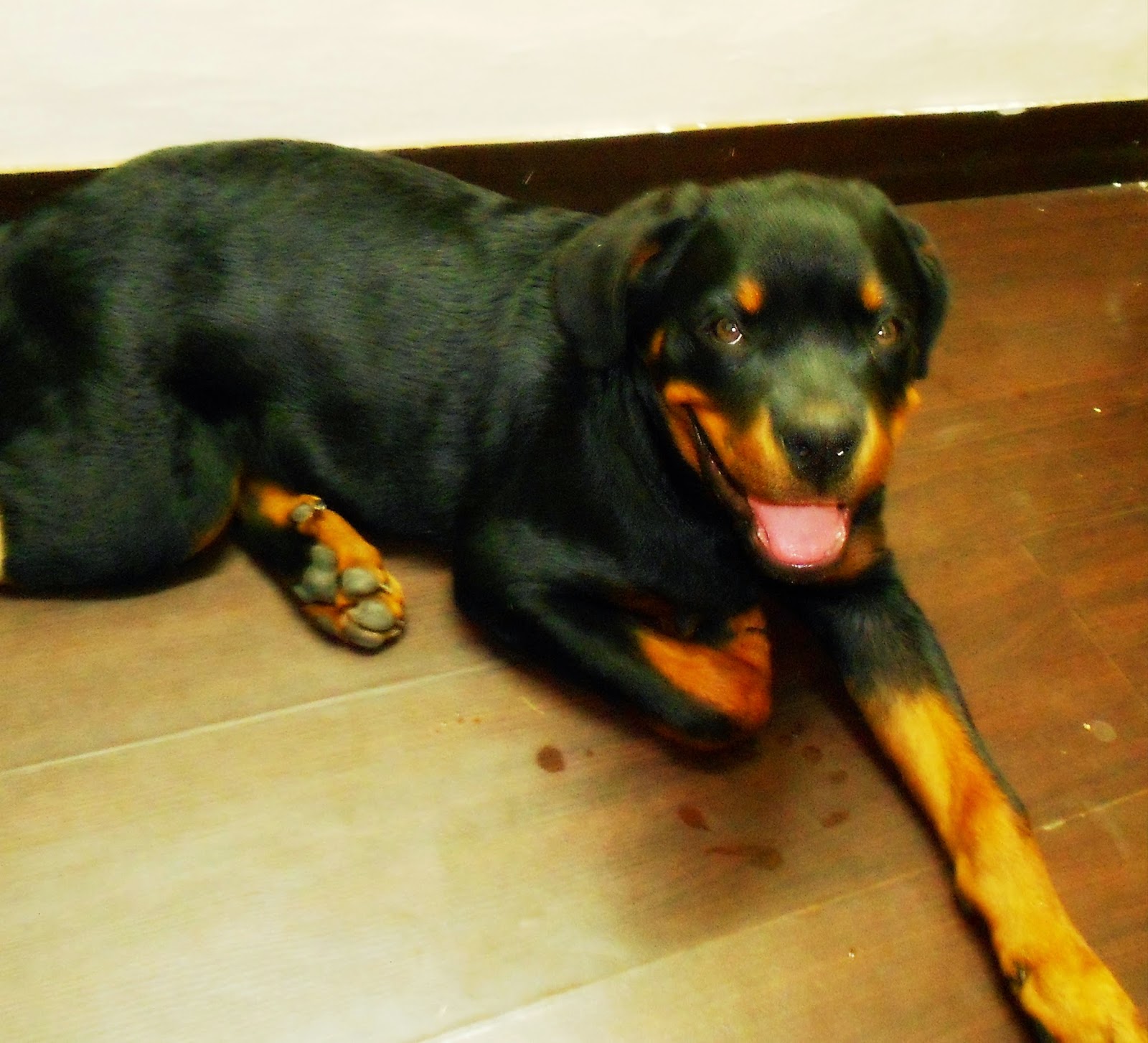 Leo - The Rottweiler: 4 Months Old Rottweiler Puppy