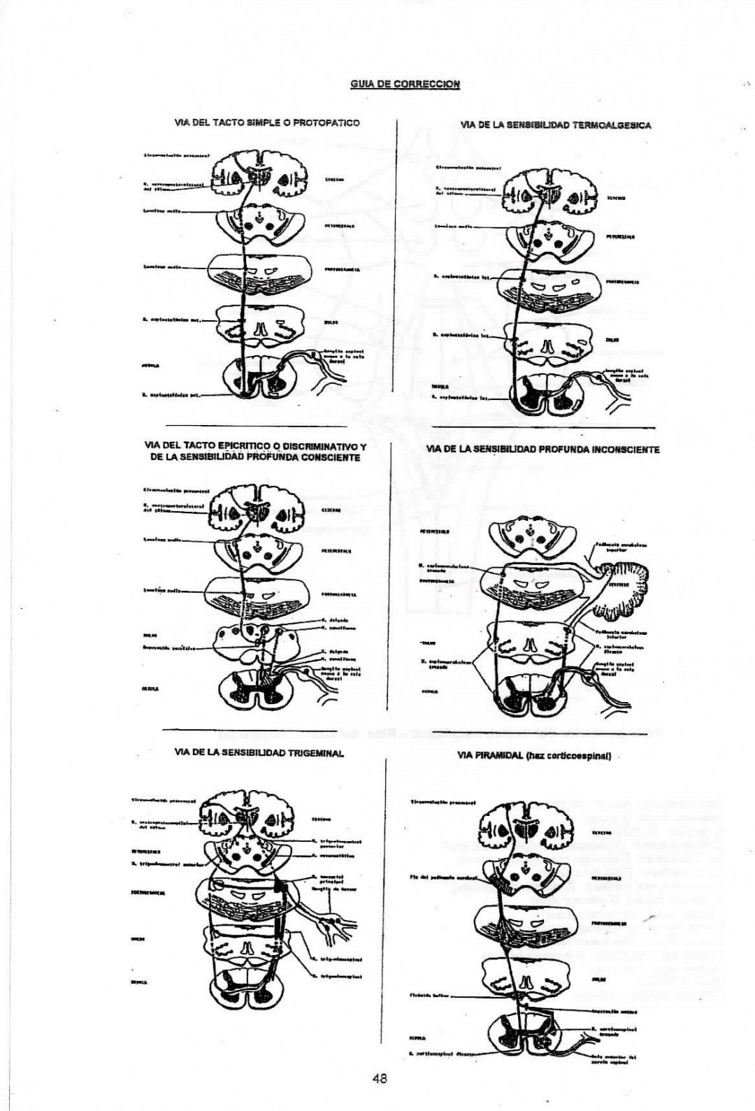 Estudiante de medicina : Apunte de neuroanatomia de Forlizzi Pro