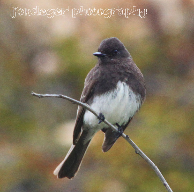 Northern Illinois Birder: Black Phoebe - Western Birds