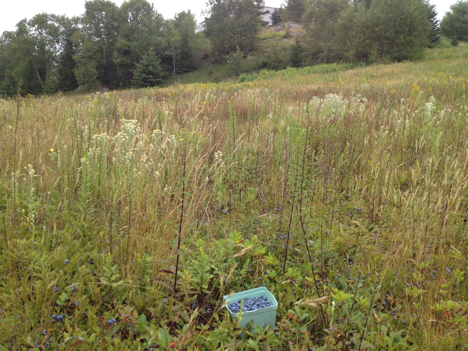 Have You Ever Picked A Carrot?: Wild Maine Blueberries: The King of Fruits