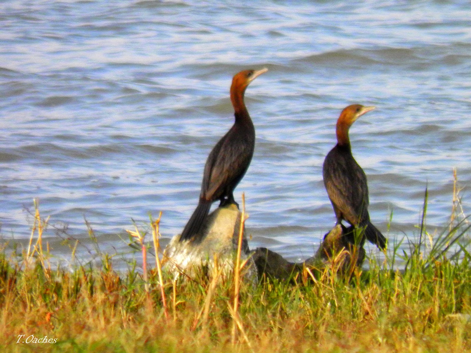 PASARI DIN ROMANIA: CORMORAN MIC, Microcarbo pygmeus