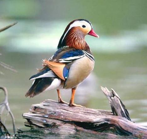 chippep: GORGEOUS BIRDS, part 3.