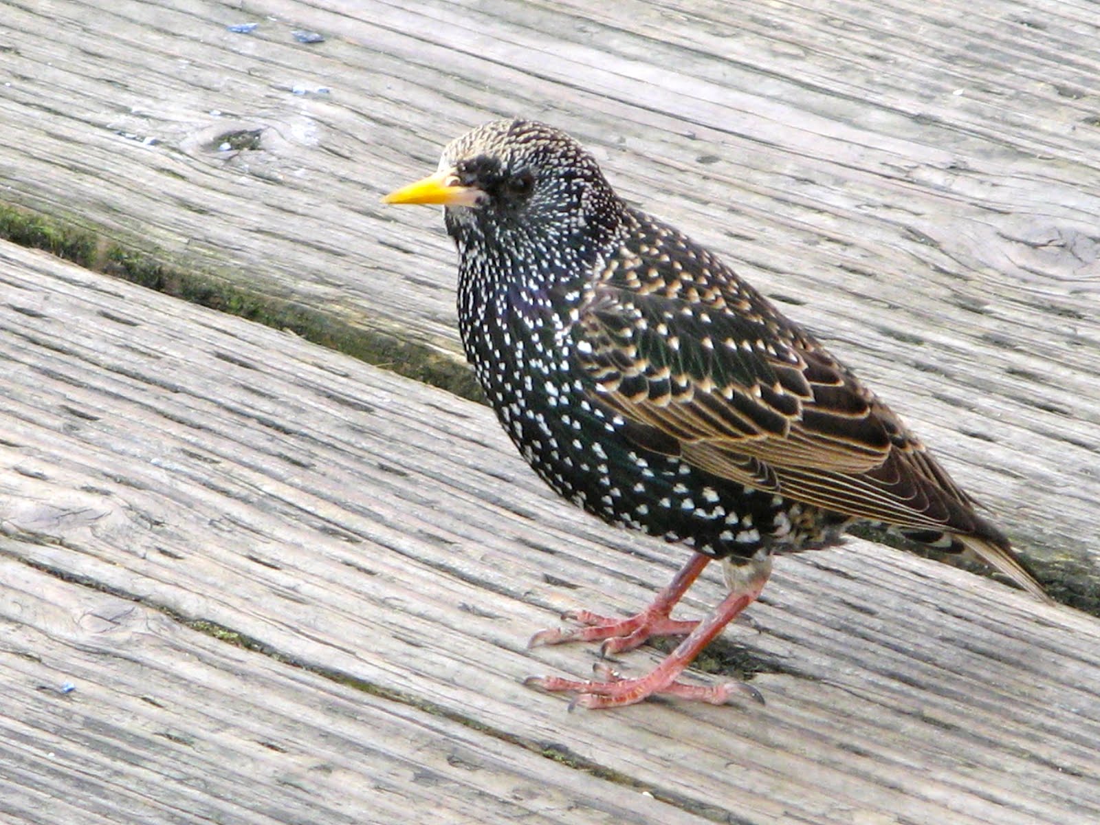 Powell River Books Blog: Coastal BC Birds: European Starling