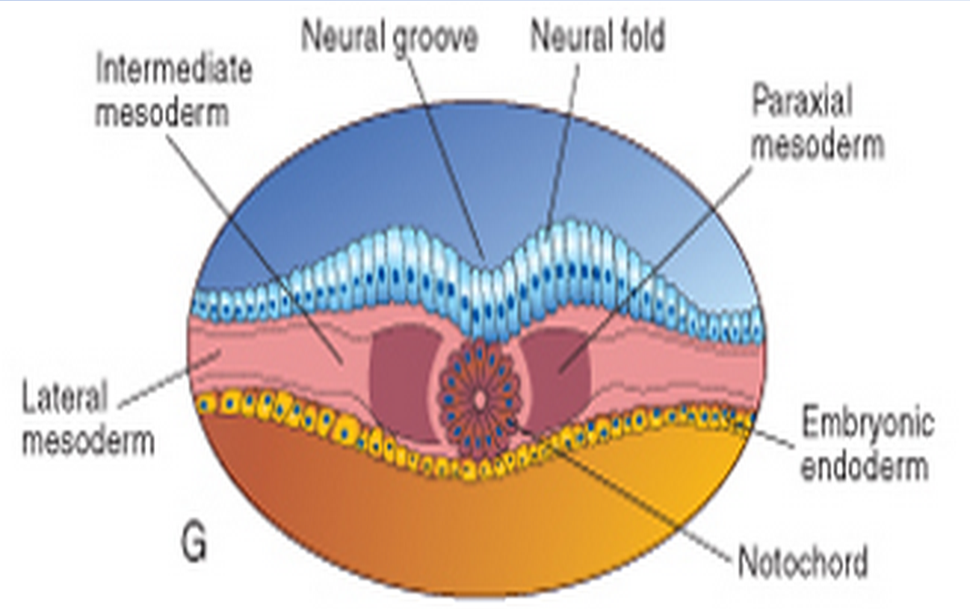 MBBS Medicine (Humanity First): October 2011