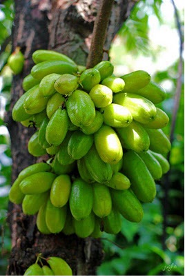 You Know You're From Bacolod, Philippines If...you are familiar with ...