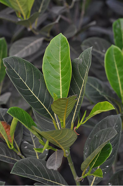 We love Our Bangladesh: Jackfruit (Kathal) -National Fruit of Bangladesh