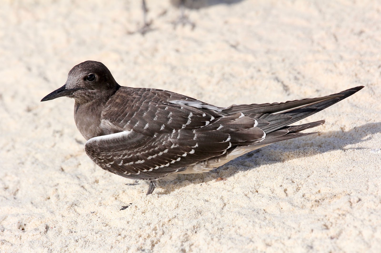 Avithera: Sooty Tern and Brown Booby breeding event