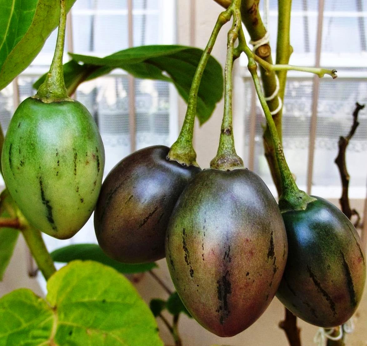 Roots 'n' Shoots: Tamarillo (Tree Tomato) - How to Grow: Fruit of the Month