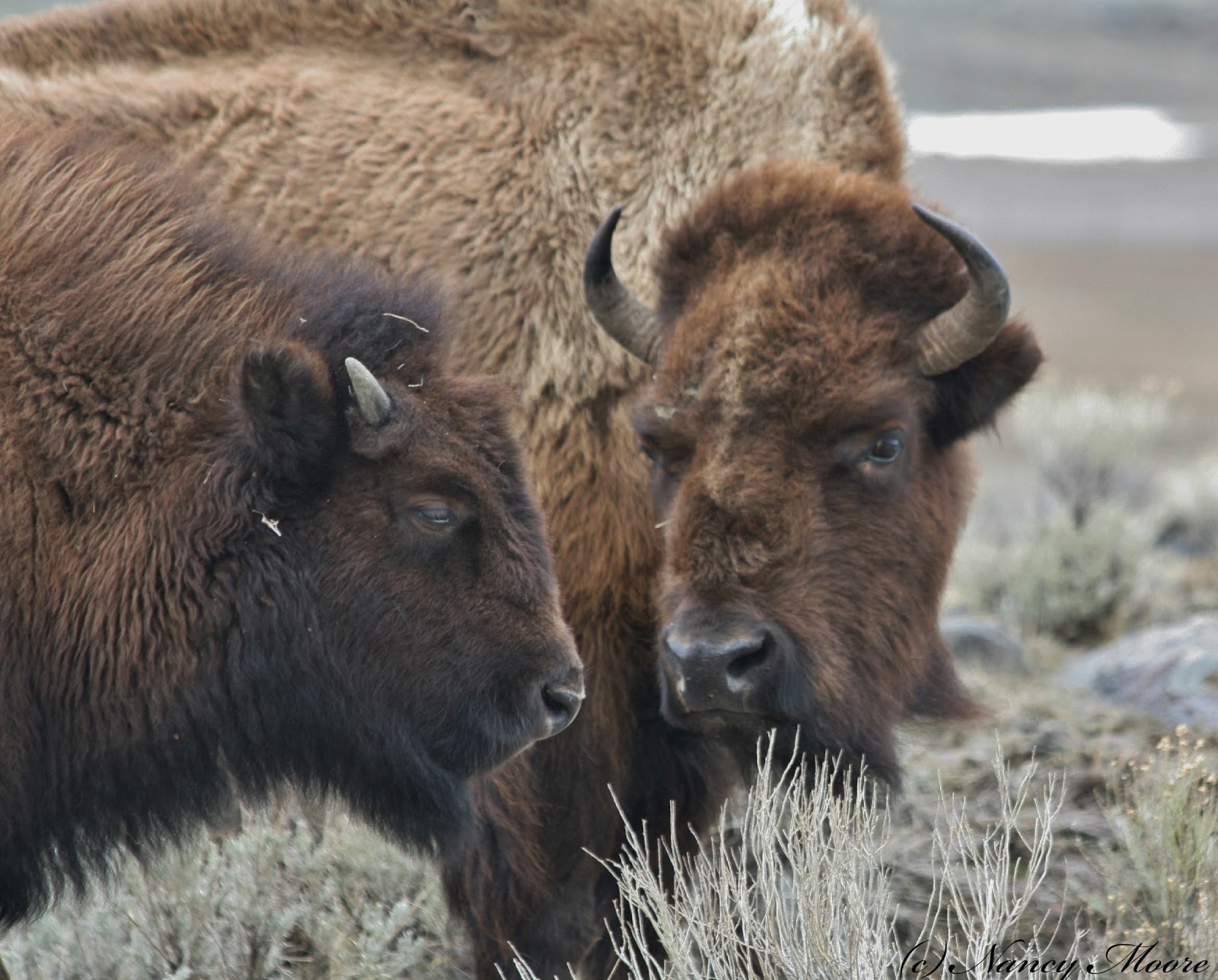 Tom Miner Quilts and Folk Art: Bison from Yellowstone