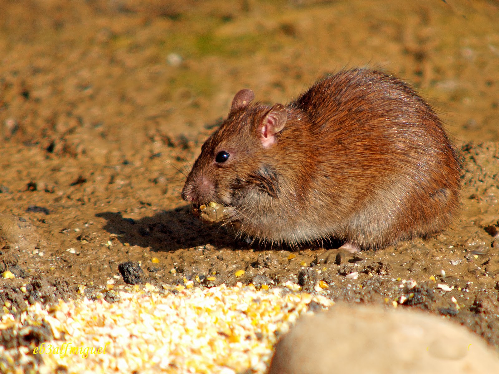 Miguel fotografia: Rata