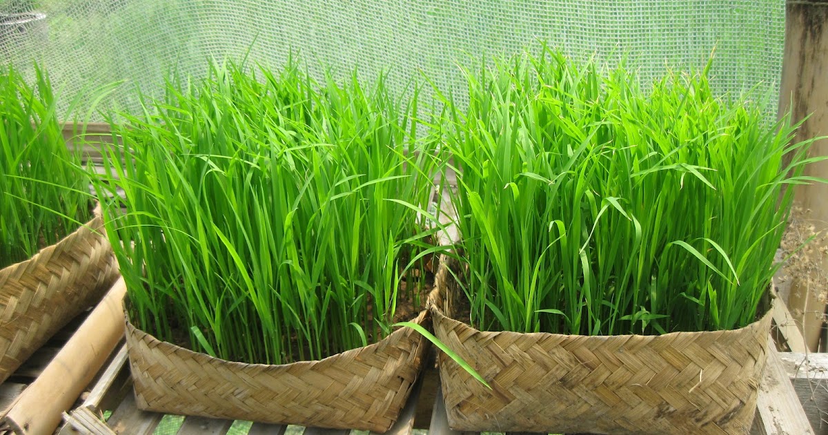 46+ Gambar Fase Pertumbuhan Tanaman Padi Kekinian - Informasi Seputar ...