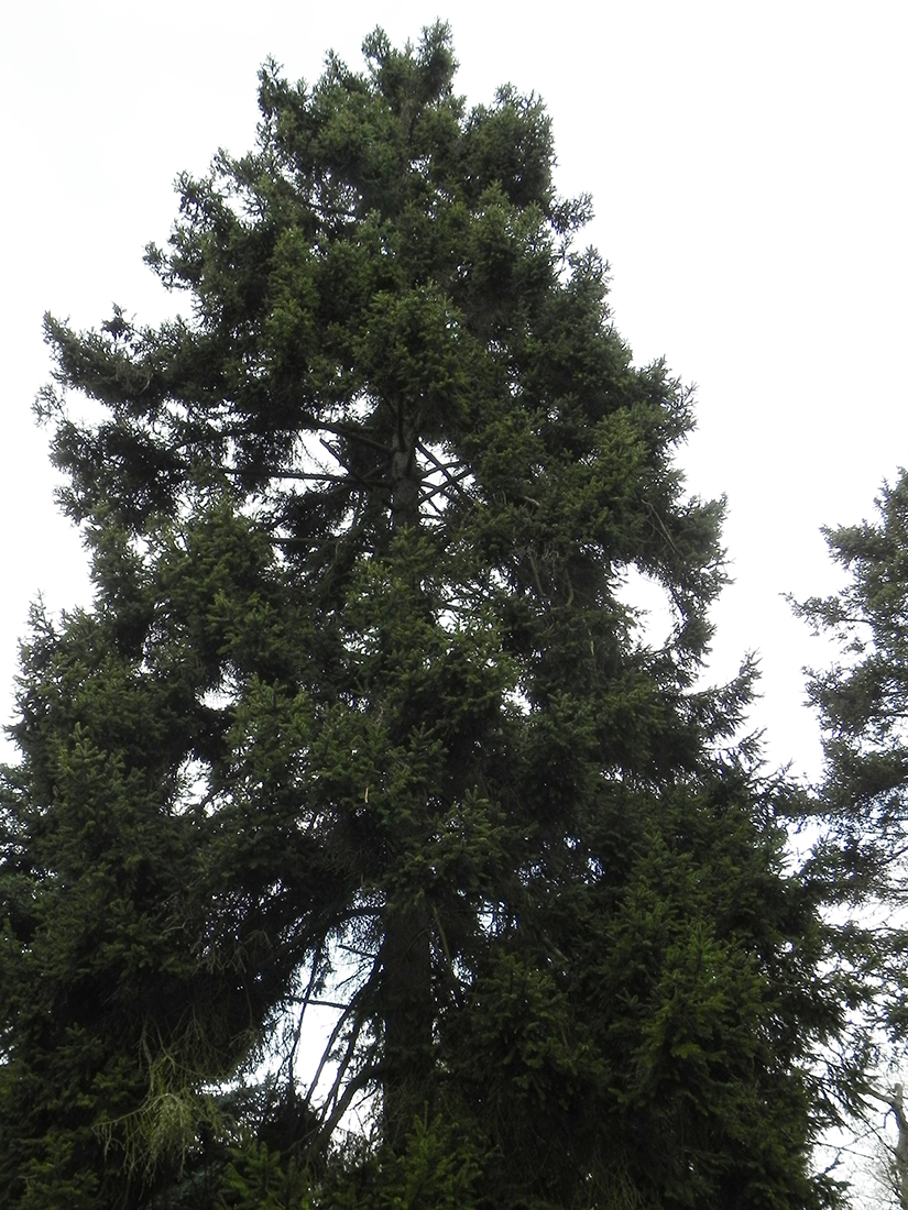 Á R B O L E S (T R E E S) y P A L M E R A S (P A L M S): Picea wilsonii ...