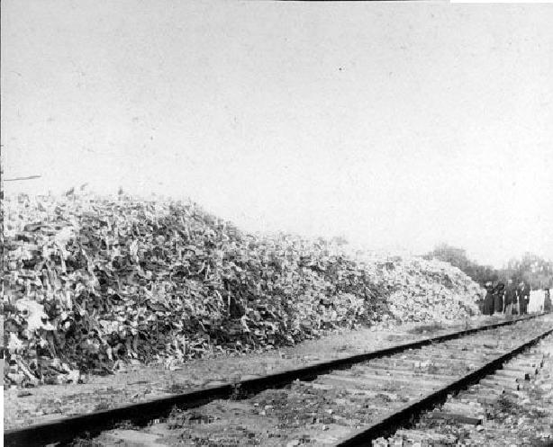 Minot-Memories: Buffalo Bones