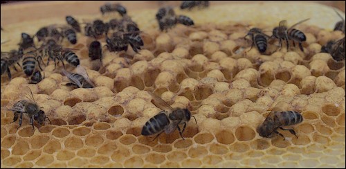 Notes from a Small Apiary: Drone layers and queen cells