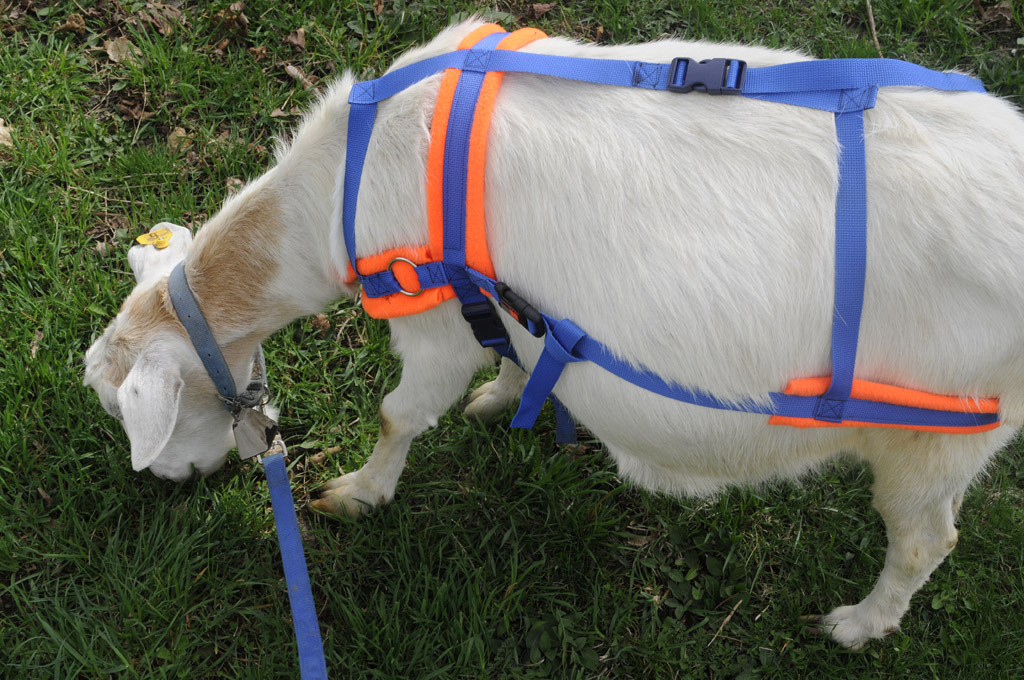 suustainable: Alternate Goat Cart