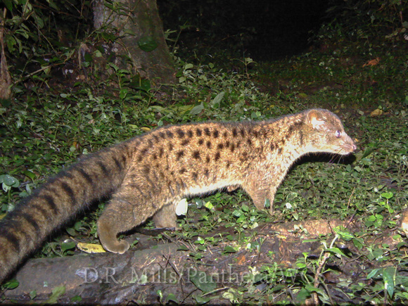 Mamíferos y marsupiales mammals of the earth: Civeta africana del ...